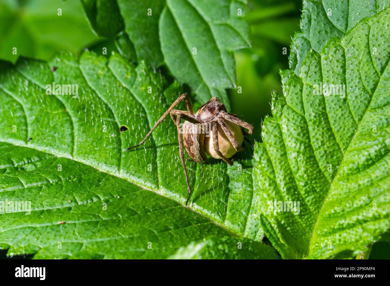 A nursery web spider Pisaura mirabilis seen carrying her egg sac in ...
