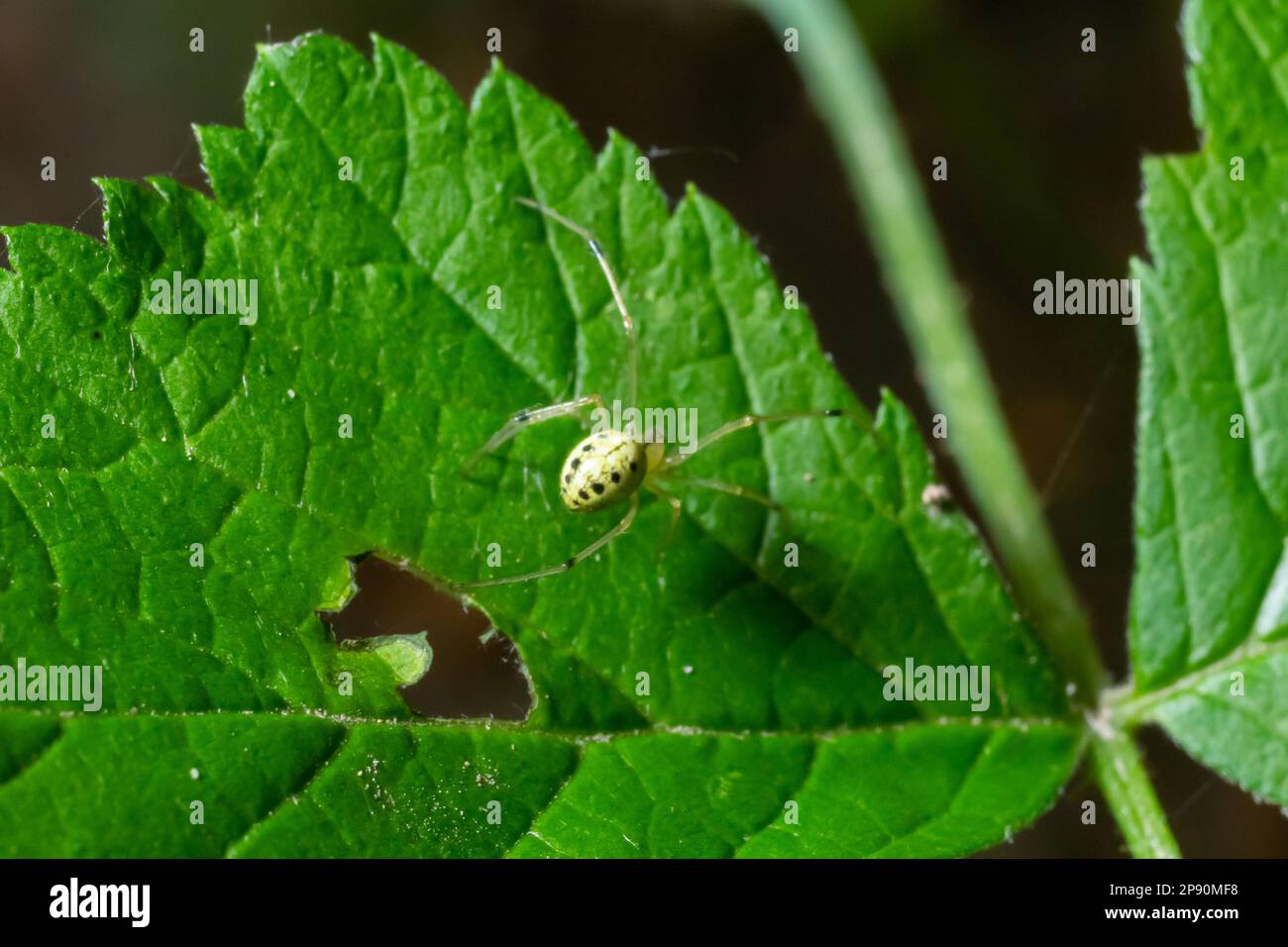 Theridiidae hi-res stock photography and images - Alamy