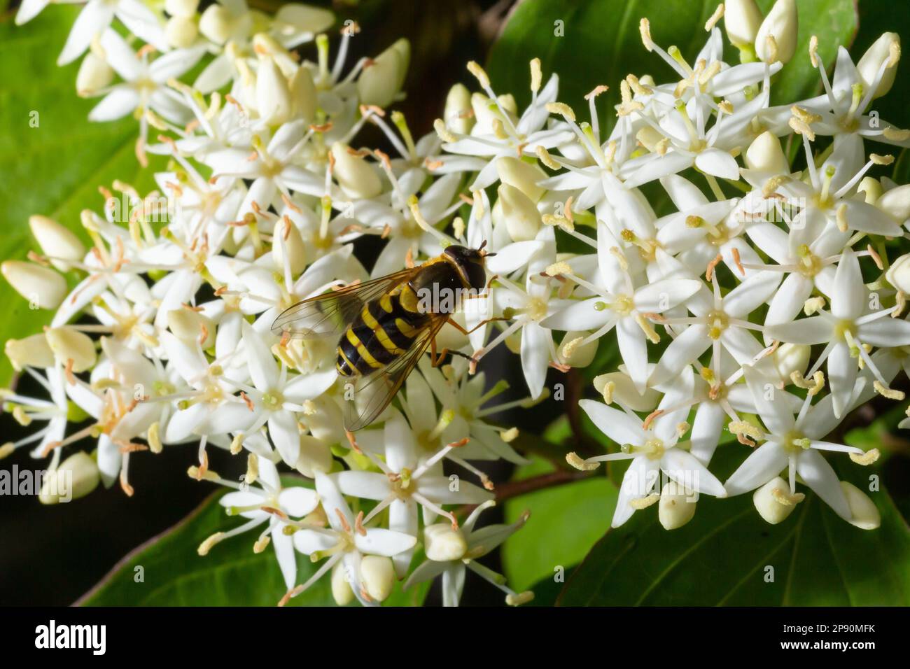 A macro shot of a female hoverfly, Syrphus species, seen in August ...