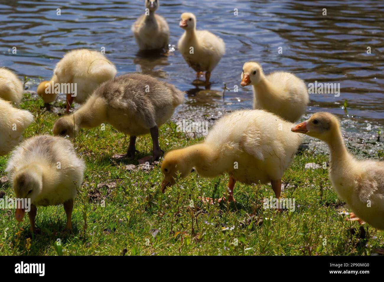 Egyptian goose family in the wild. The female, male and goslings of the ...