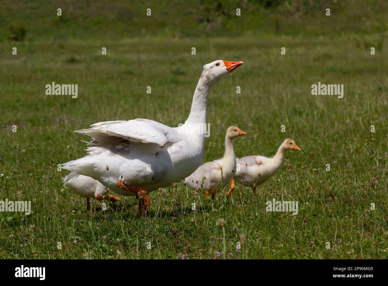 Gosling graze grass feed young bird hi-res stock photography and images ...