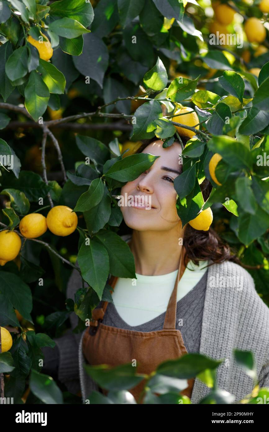 Woman farmer from lemon farm. The gardener collecting lemons into ...