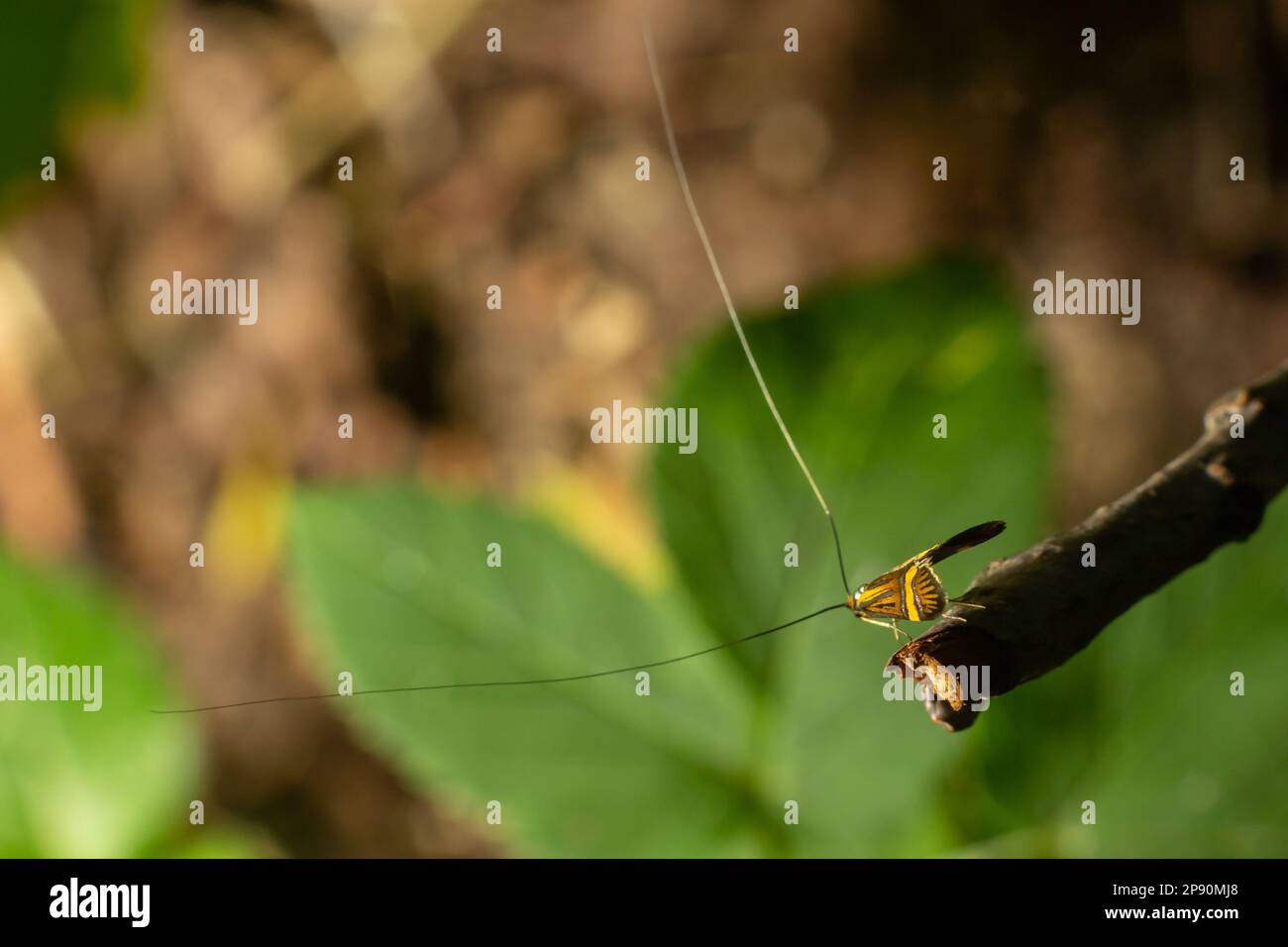 Tellow-barred Longhorn moth Nemaphora degeerella huge antenna Stock ...