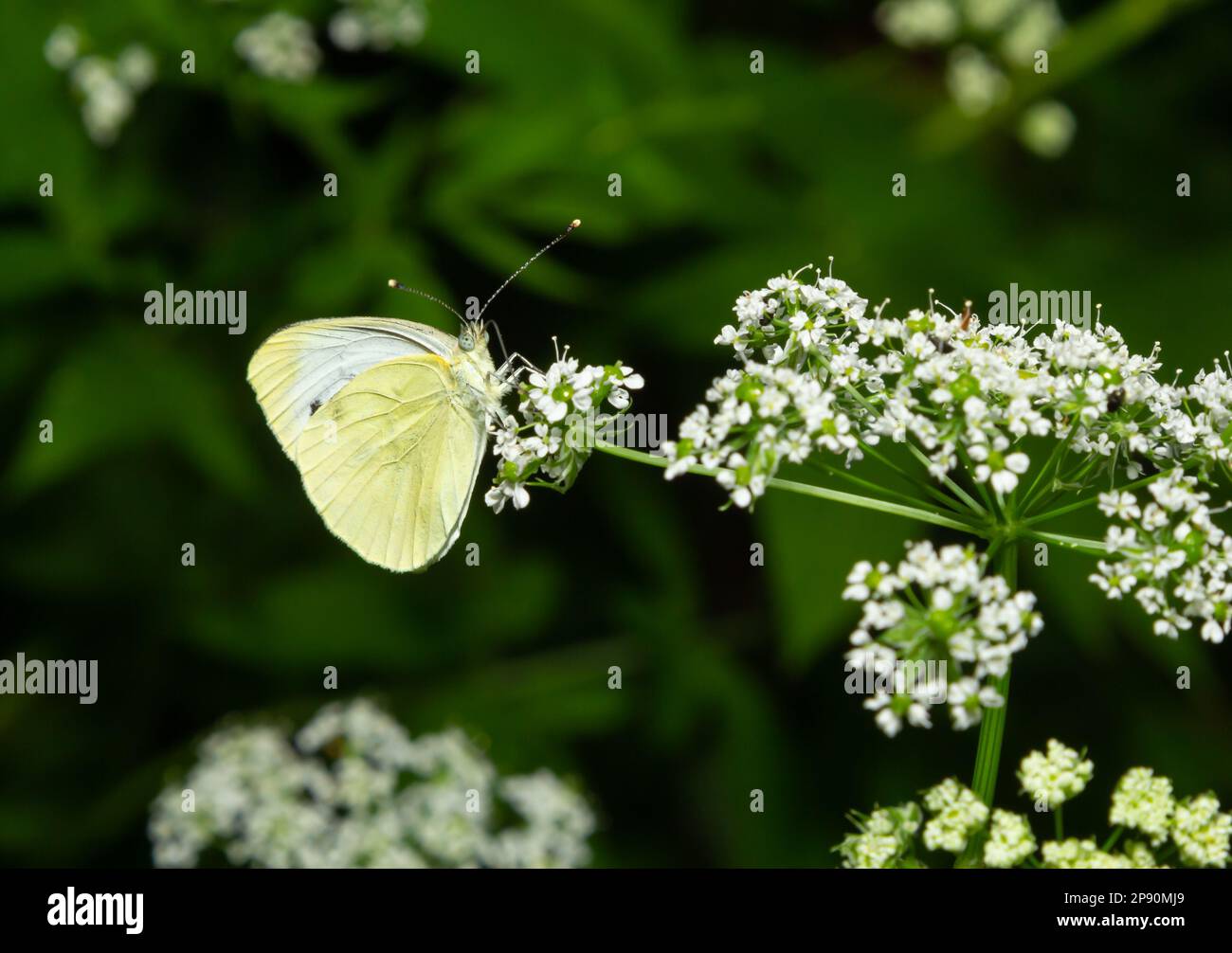 Pieris rapae or cabbage white, is a species of lepidopteran insect of ...