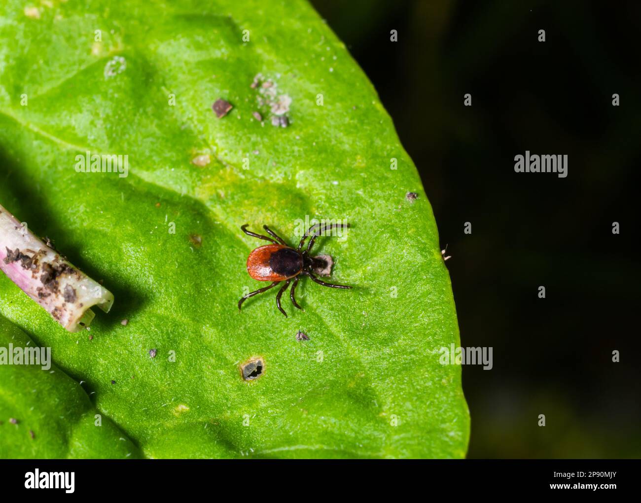 Deer tick on a green leaf background. Ixodes ricinus. Close-up of ...