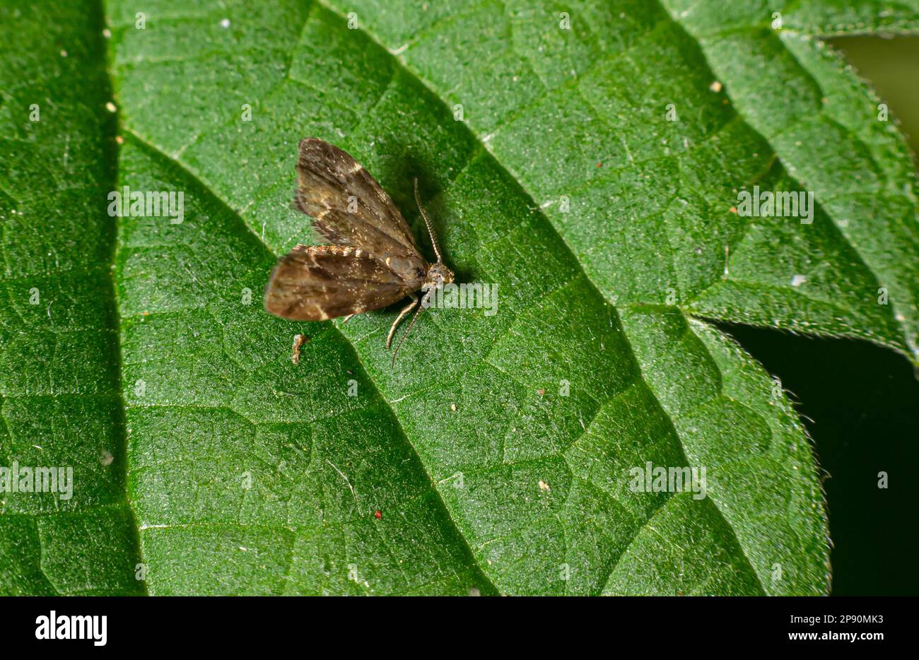 Close-up of the a small moth, the common Nettle-tap Anthophila ...