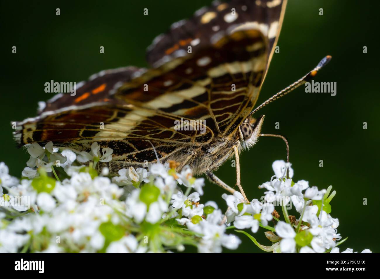 Map butterfly Araschnia levana on giant hogweed blossoms Stock Photo ...