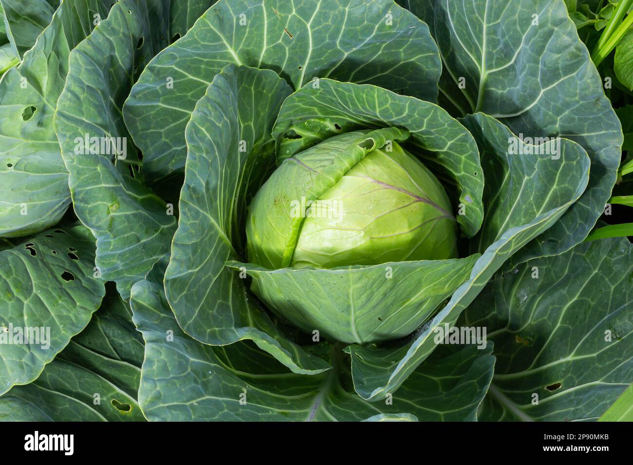 Cabbage grow in the garden. Agriculture. Healthy and healthy food for ...