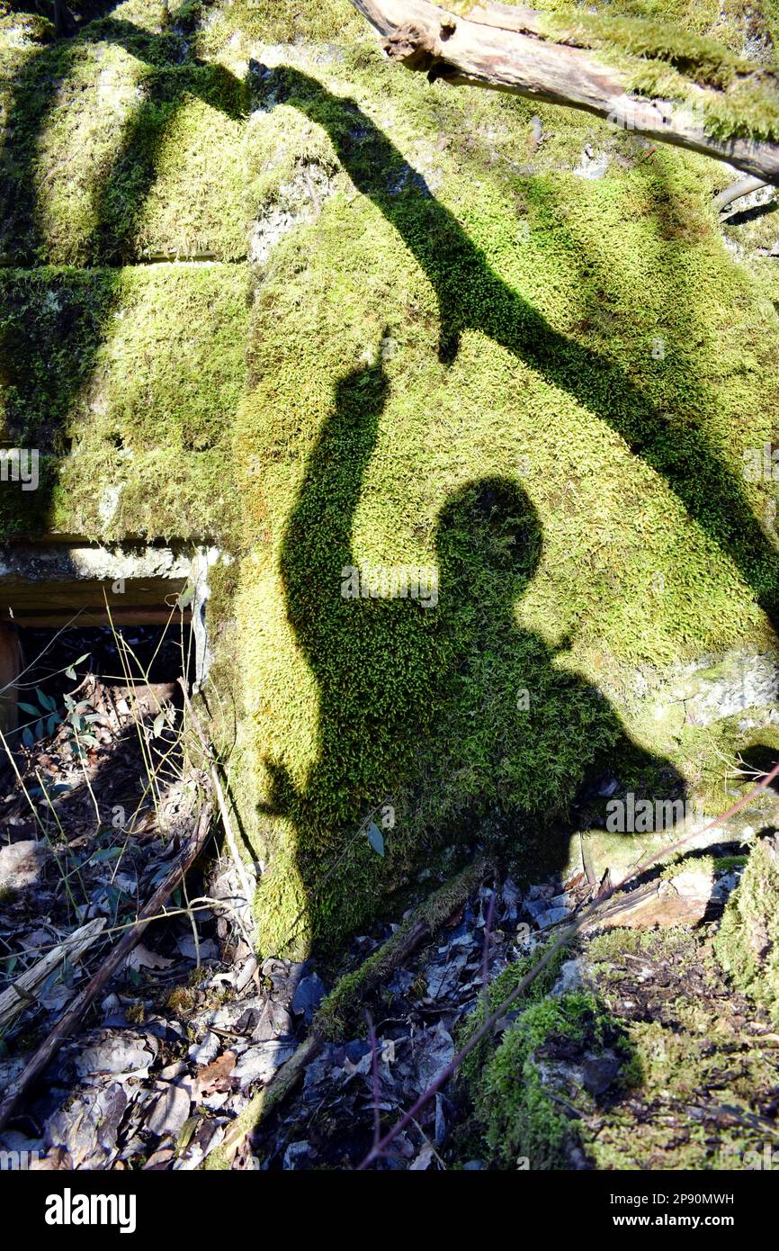 Eyewitnesses Wrecked Wehrmacht bunker Ruins of an old position in the ...