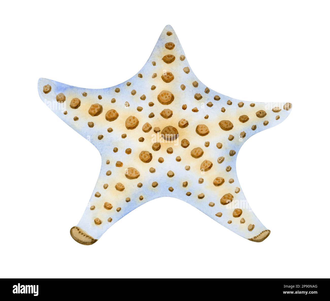 Watercolor blue orange starfish with five rays illustration. Ocean ...