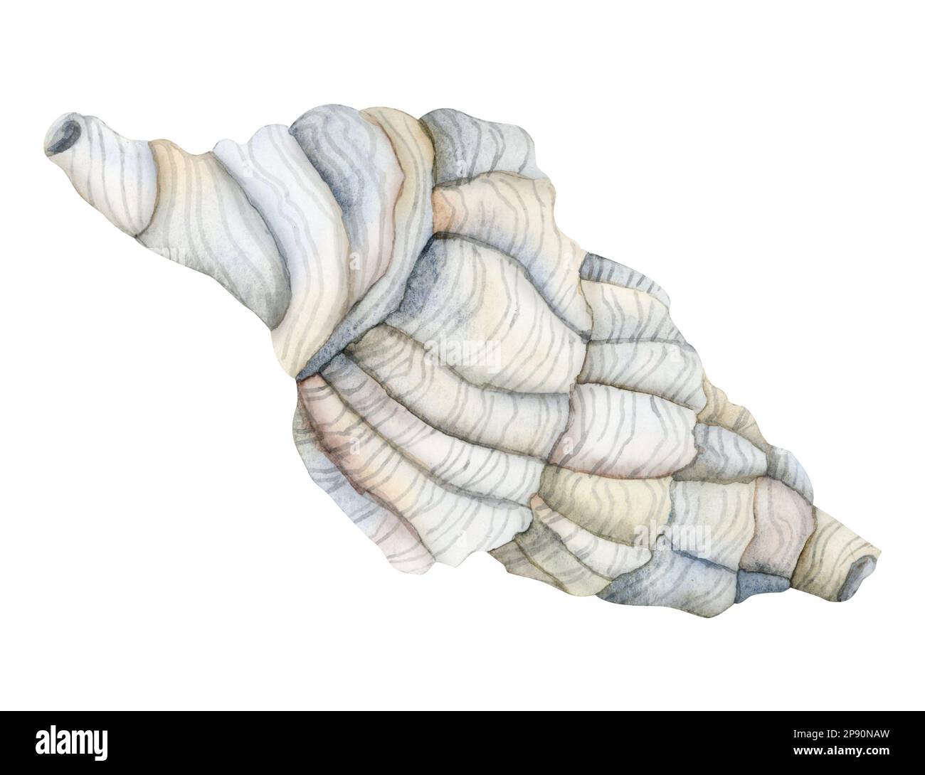 Watercolor drawing conch spiral seashell illustration in light blue and ...