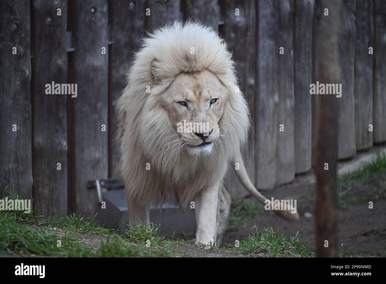 Hodonin, Czech Republic. 10th Mar, 2023. Favorite beast of Hodonin Zoo ...