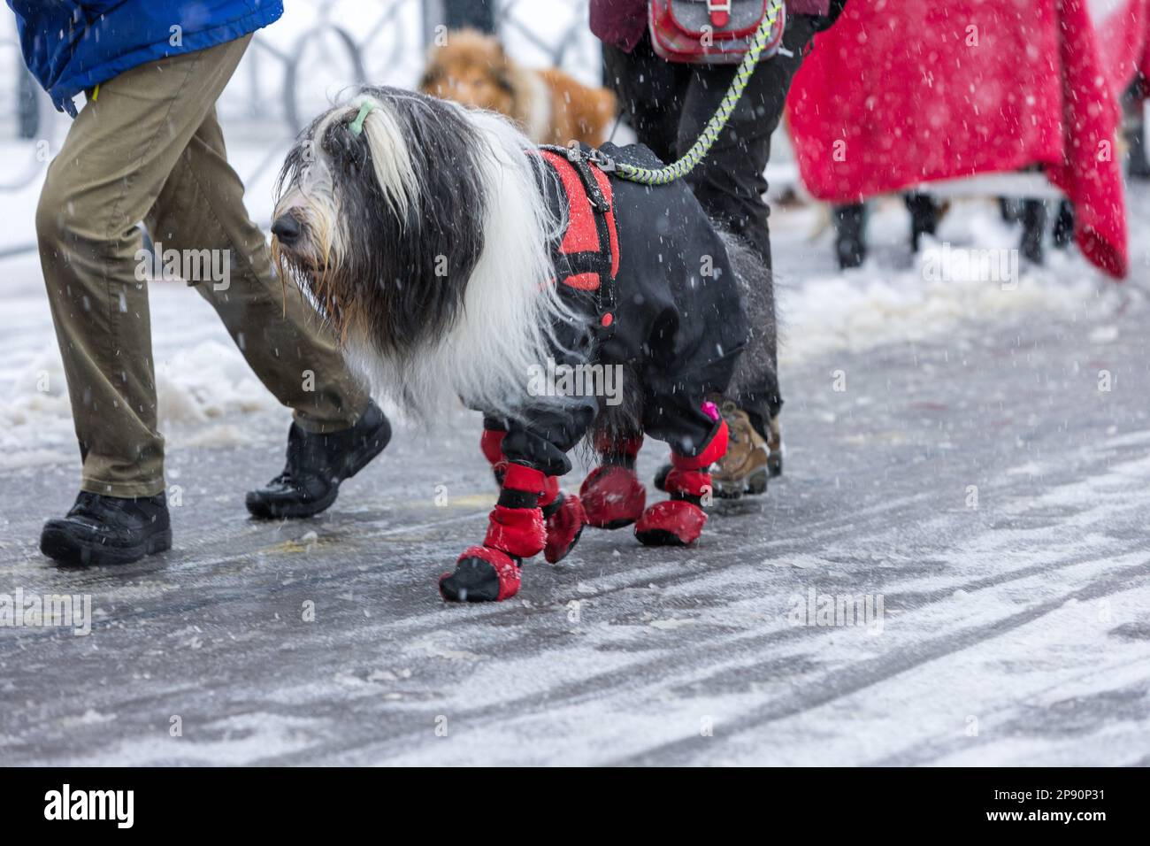 Crufts23 hi-res stock photography and images - Alamy