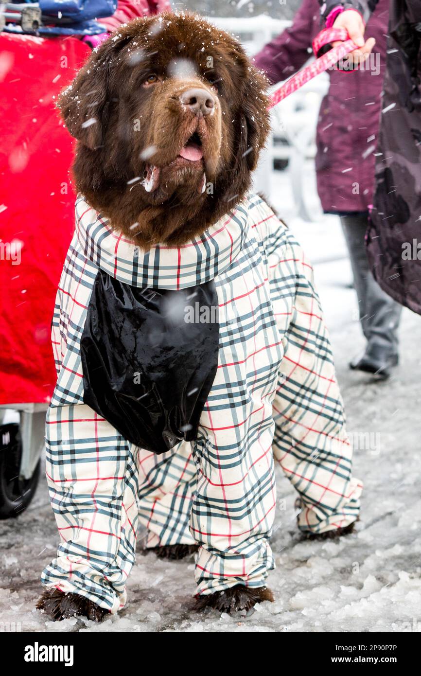 Birmingham, 10 March 2023. Dogs representing the Working & Pastoral ...