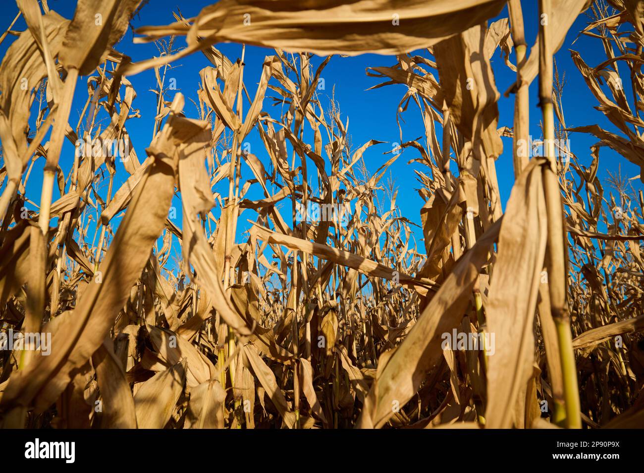 Blue sky over corn field hi-res stock photography and images - Alamy