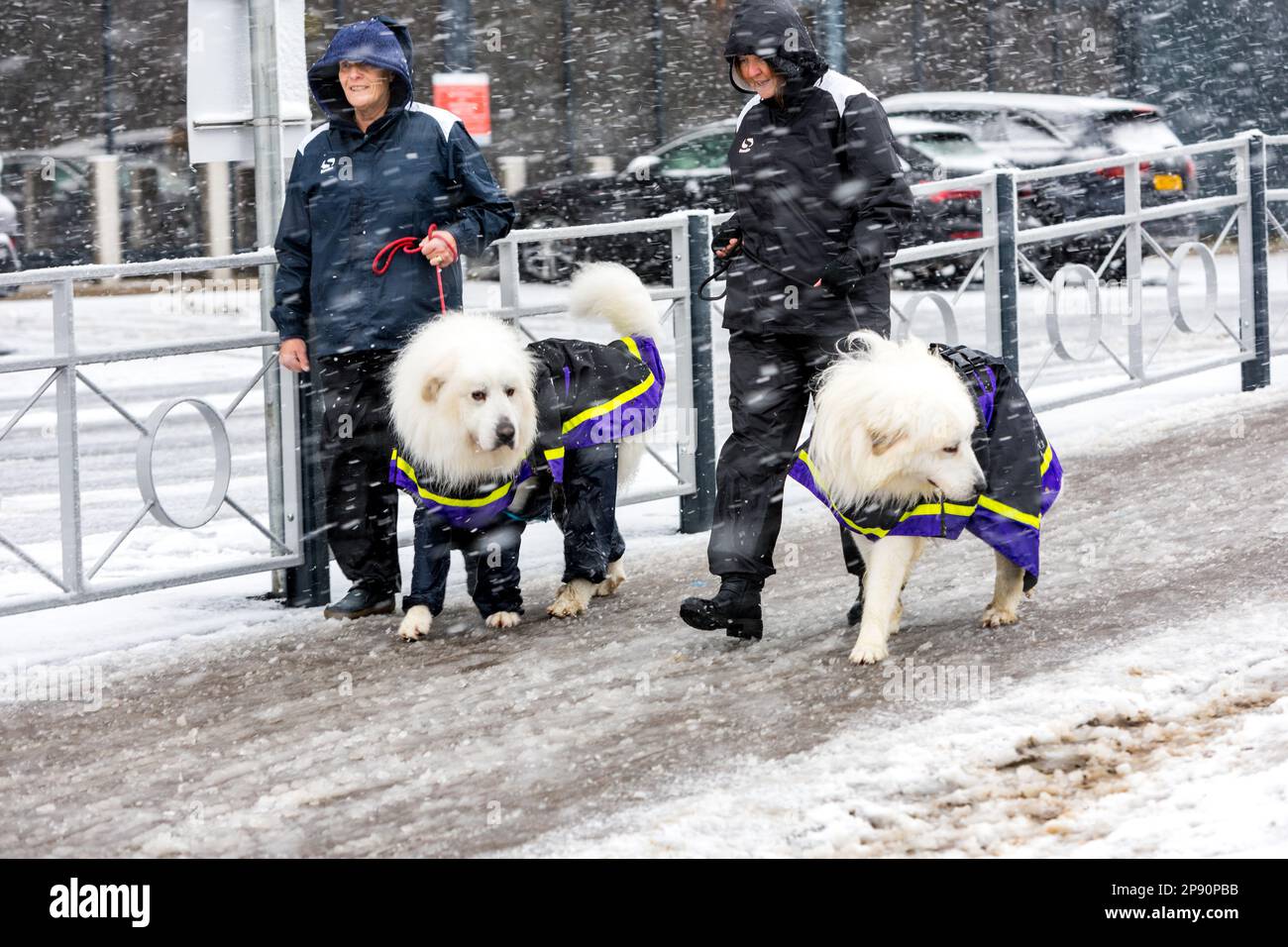 Birmingham, 10 March 2023. Dogs representing the Working & Pastoral ...