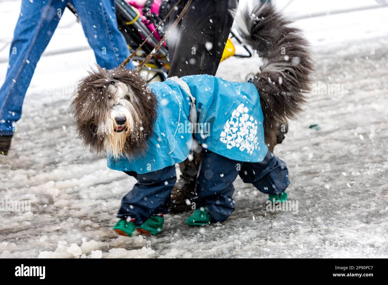 Working dogs exhibition hi-res stock photography and images - Alamy
