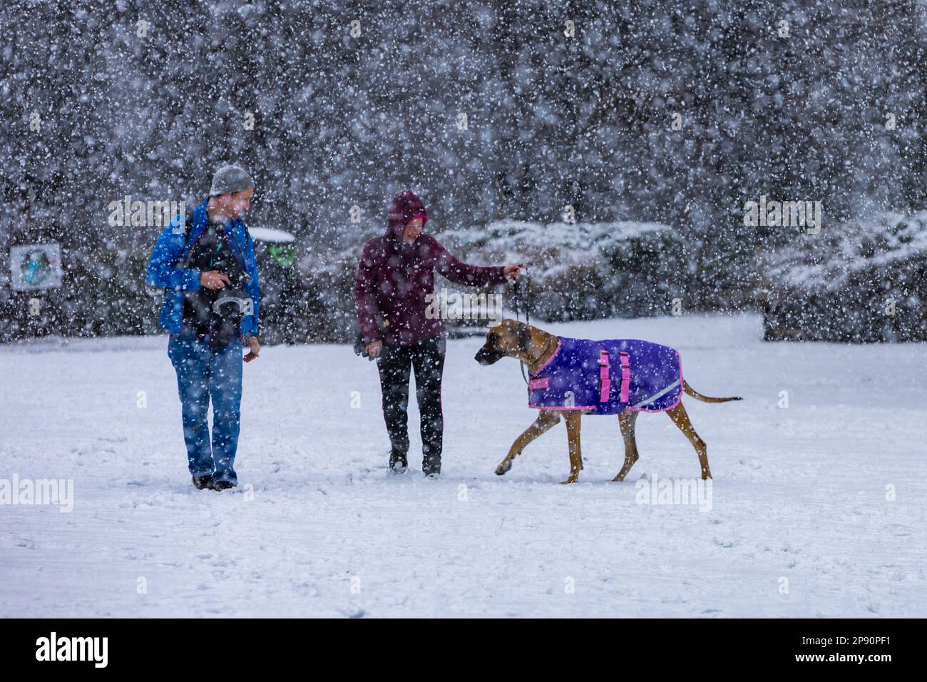 Birmingham, 10 March 2023. Dogs representing the Working & Pastoral ...