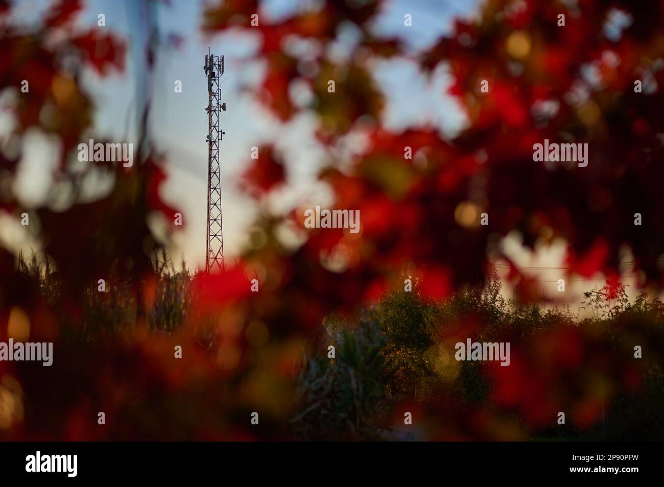 Phone mast tree hi-res stock photography and images - Alamy