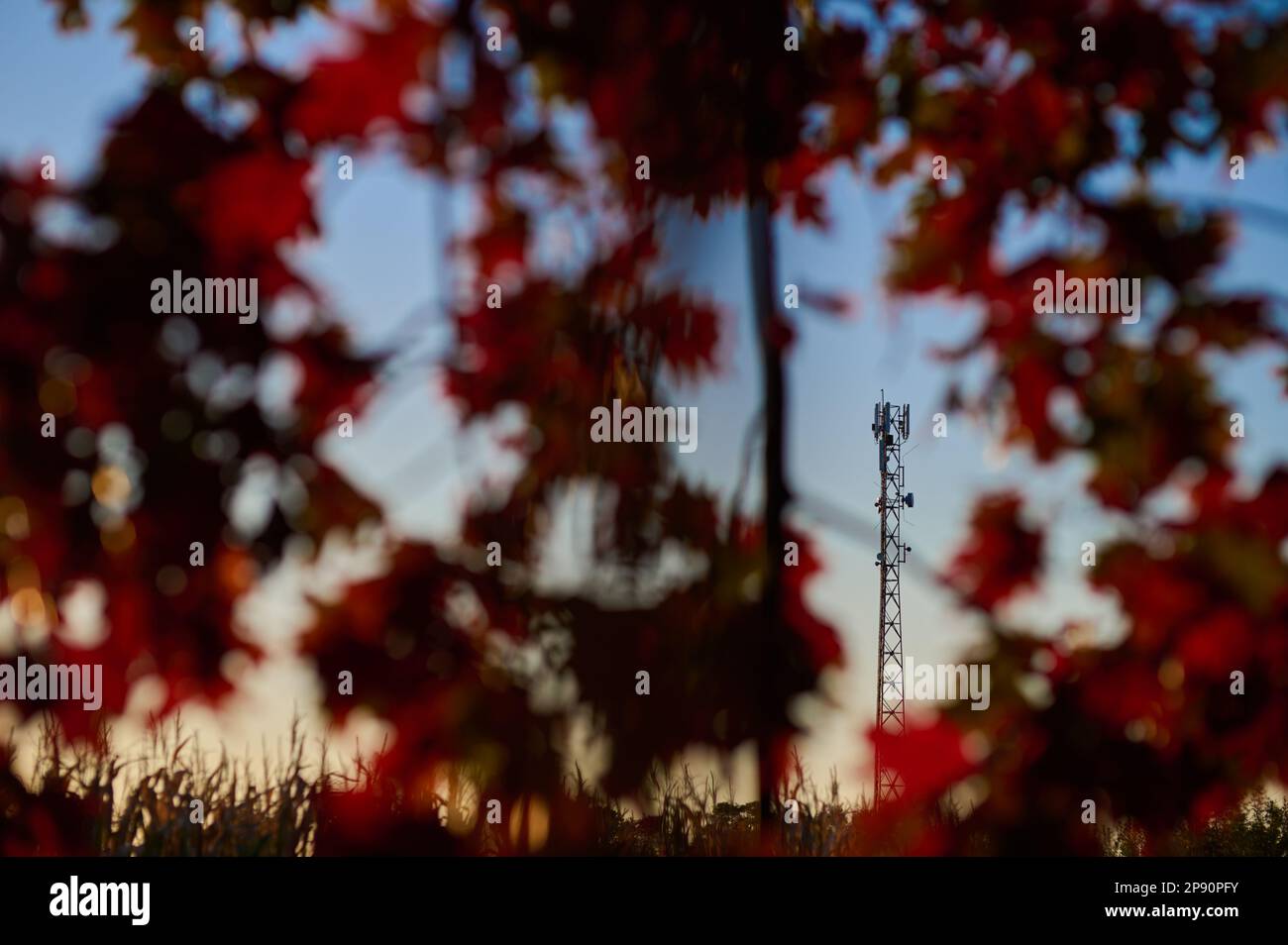 Oak tree mast hi-res stock photography and images - Alamy