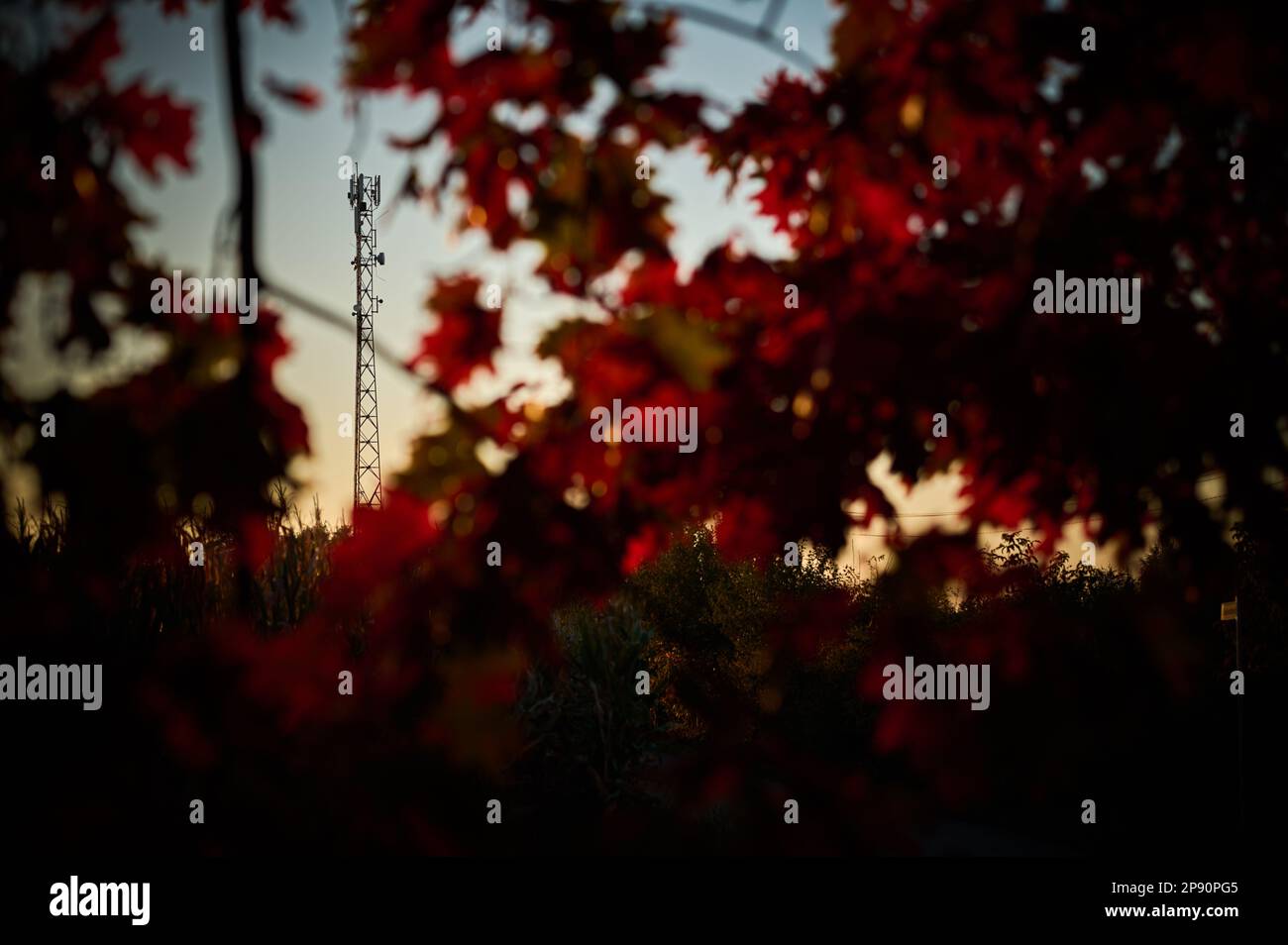 Cell phone mast between red oak leaves Stock Photo - Alamy