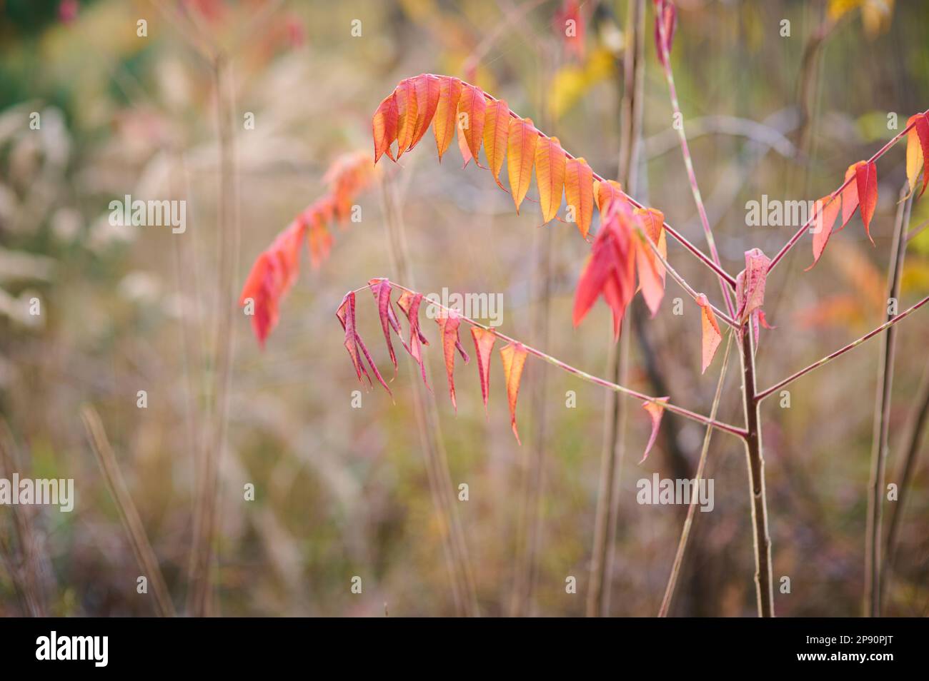 Red leaves of sumac garden plant Stock Photo - Alamy