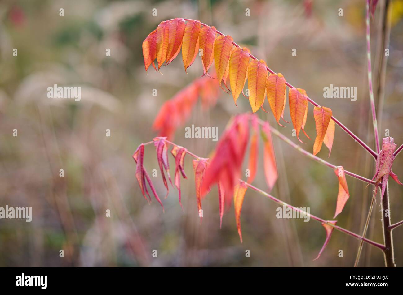 Red leaves of sumac garden plant Stock Photo - Alamy