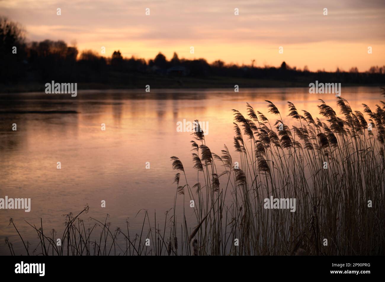 Water reed on the background of the lake at sunset Stock Photo - Alamy