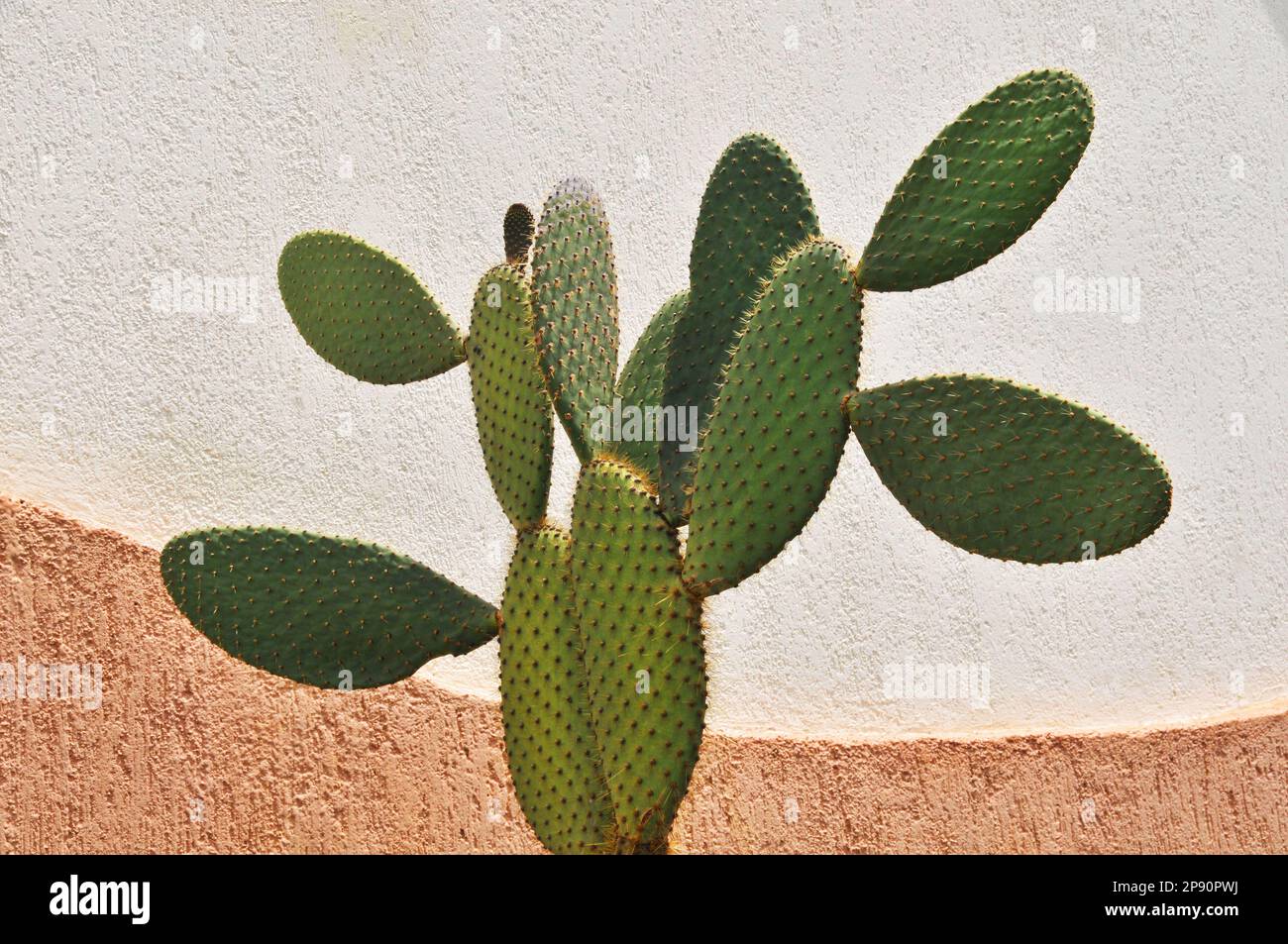 cactus, Galapagos island, Ecuador Stock Photo - Alamy