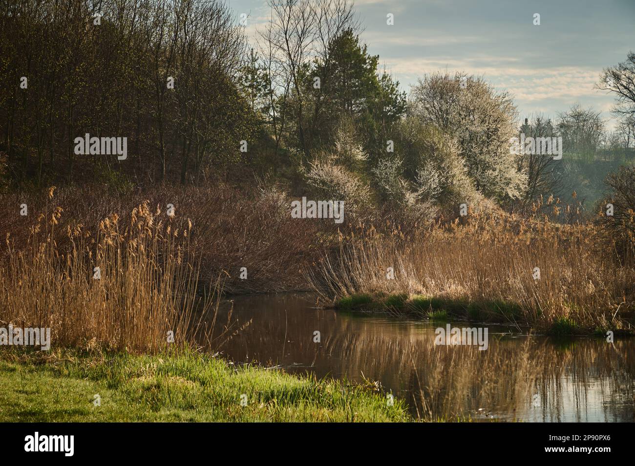 Spring flowery panorama of the Wieprz river valley Stock Photo - Alamy