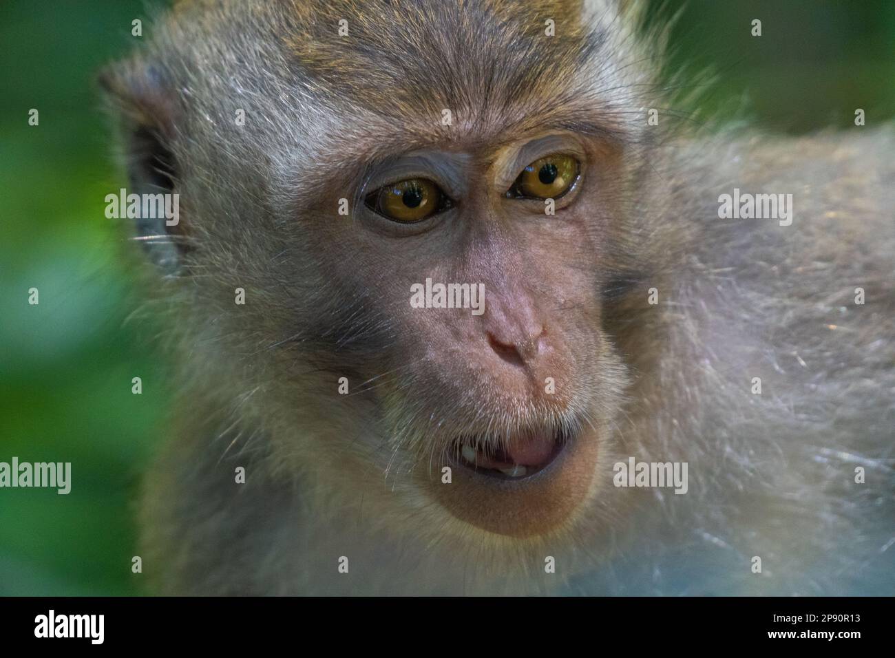 Crab-eating macaque (Macaca fascicularis), also known as the long ...