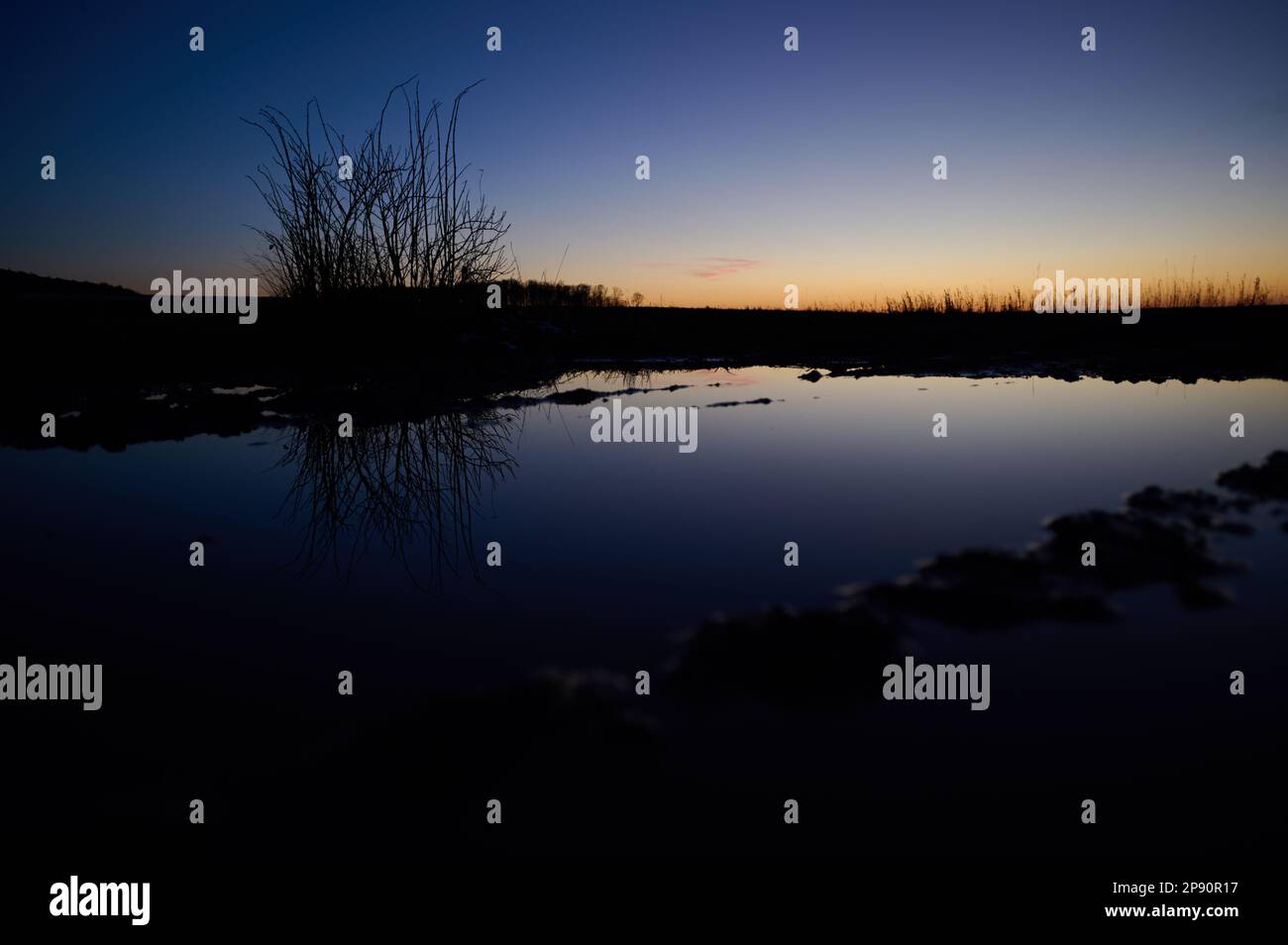 Reflection of dry grasses in a puddle after sunset Stock Photo - Alamy
