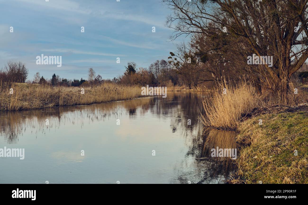 Spreading old trees on the banks of the Wieprz Rive Stock Photo - Alamy