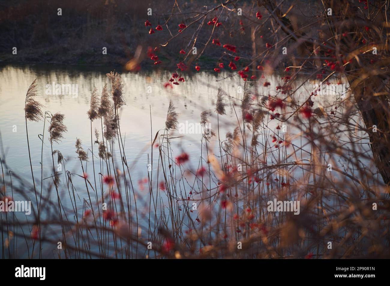 Water reed on the background of the river at sunset Stock Photo - Alamy