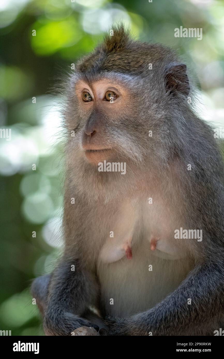 Crab-eating macaque (Macaca fascicularis), also known as the long ...