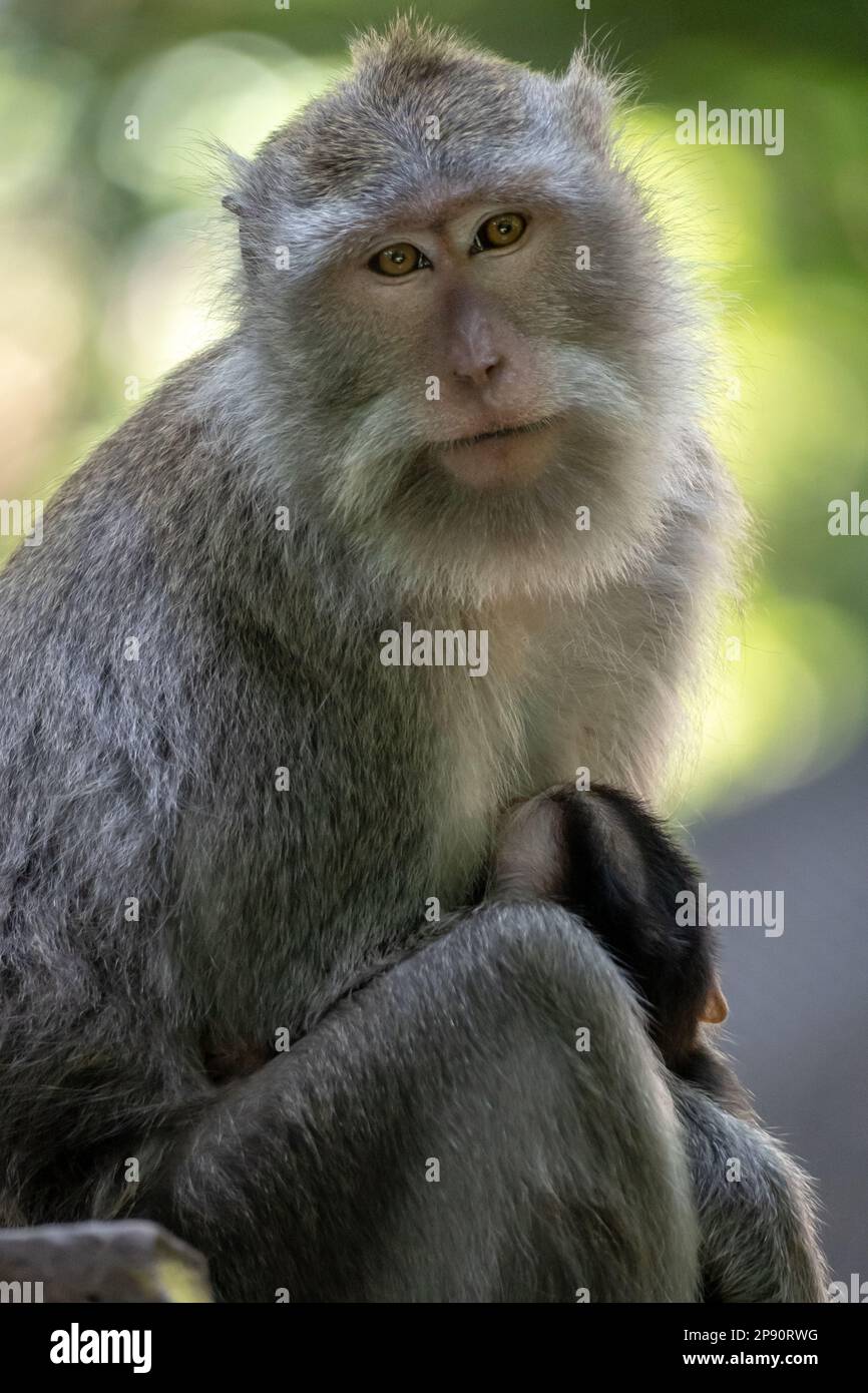 Crab-eating macaque (Macaca fascicularis), also known as the long-tailed macaque, is common in ...