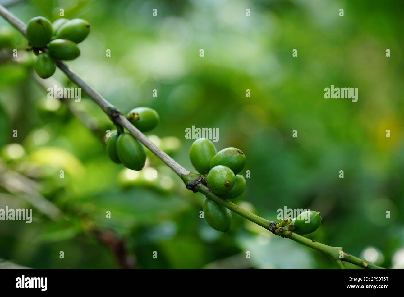 Java coffee hi-res stock photography and images - Alamy