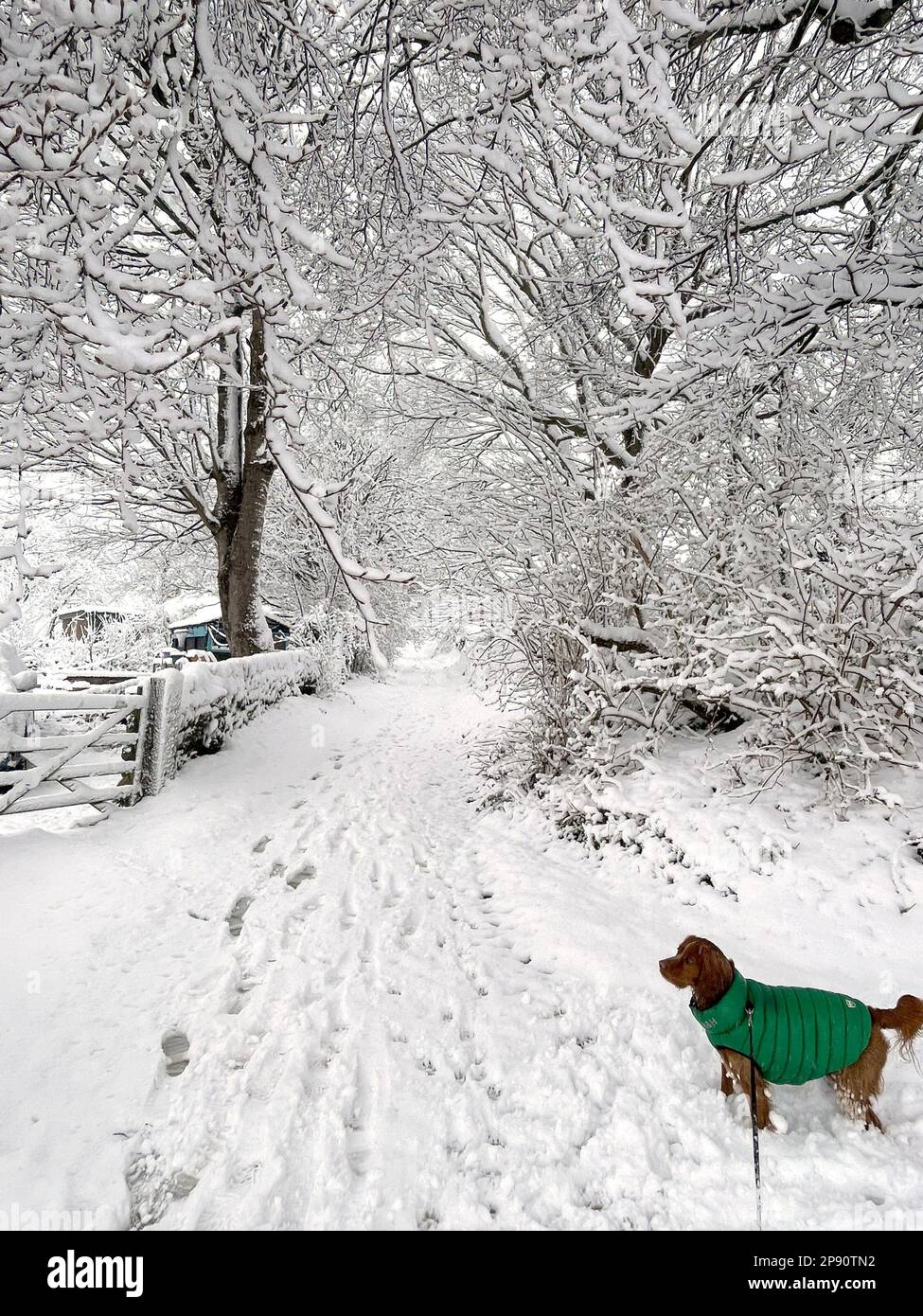 A view of the Loxley area of Sheffield after heavy snow overnight ...