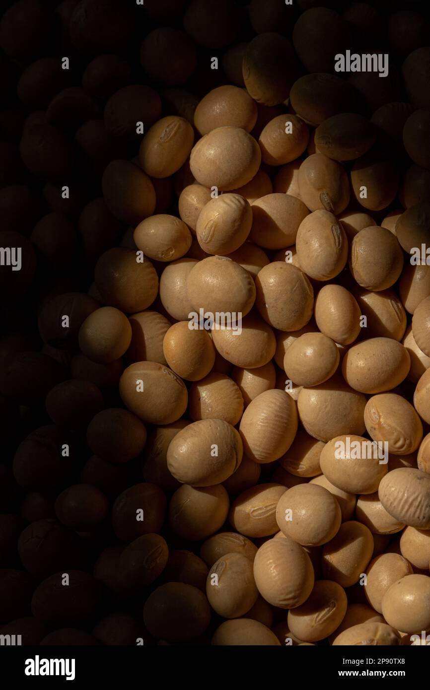 Closeup shot of Soy beans seeds grain with sunlight. Soybeans. Soya ...