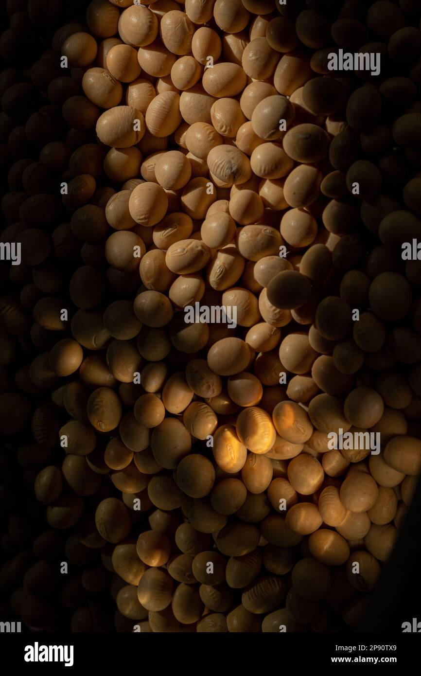 Top View of Soy beans seeds grain. Soybeans. Soya. Healthy Produce ...