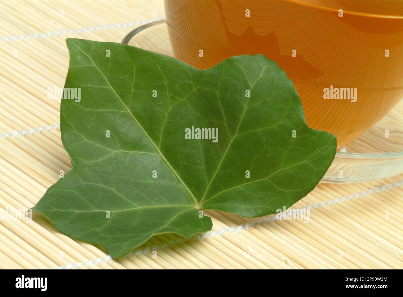Healing plants ivy hedera hi-res stock photography and images - Alamy