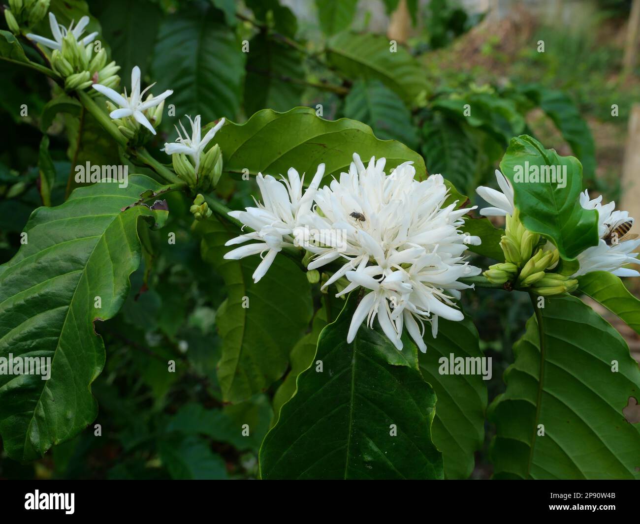 Group of Red dwarf Honey bee on Robusta coffee blossom on tree plant ...