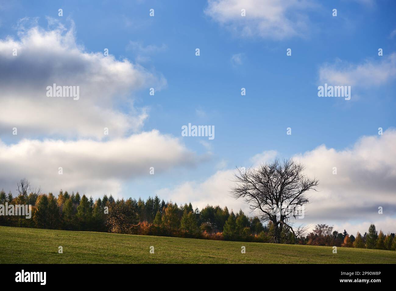 A lone tree on a sloping pasture slope against a blue sky with clouds ...