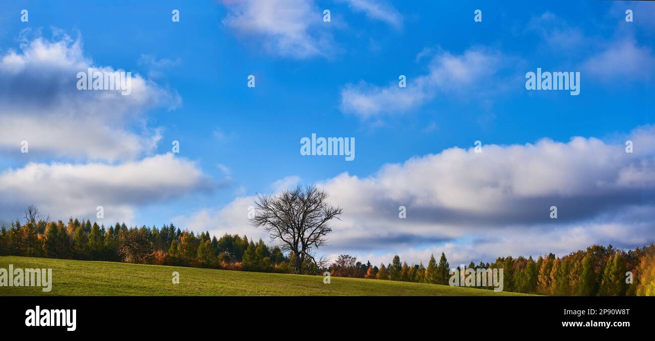 A lone tree on a sloping pasture slope against a blue sky with clouds ...