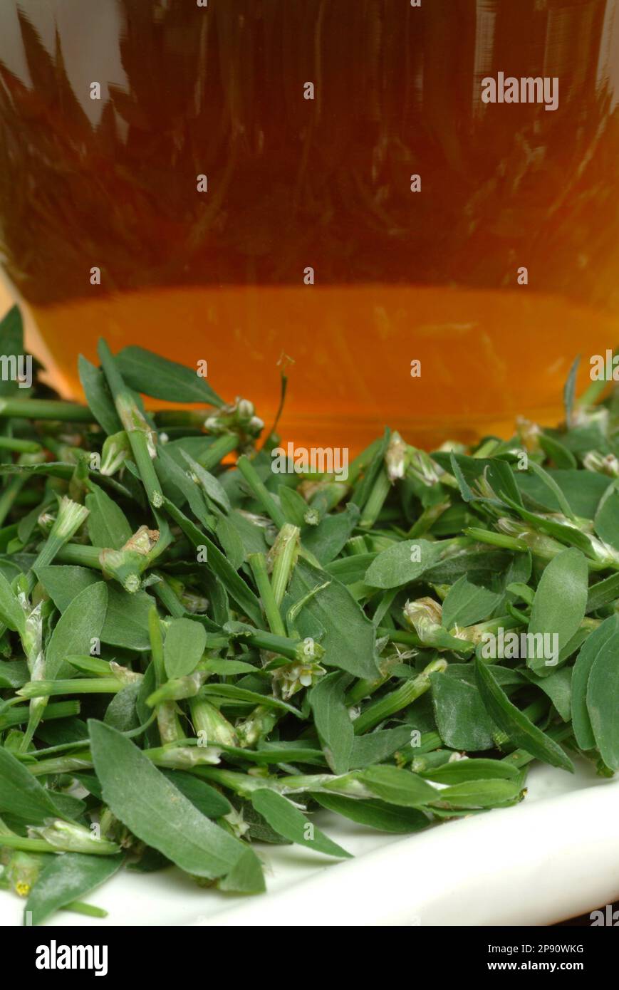 Vogelknoterichtee hi-res stock photography and images - Alamy