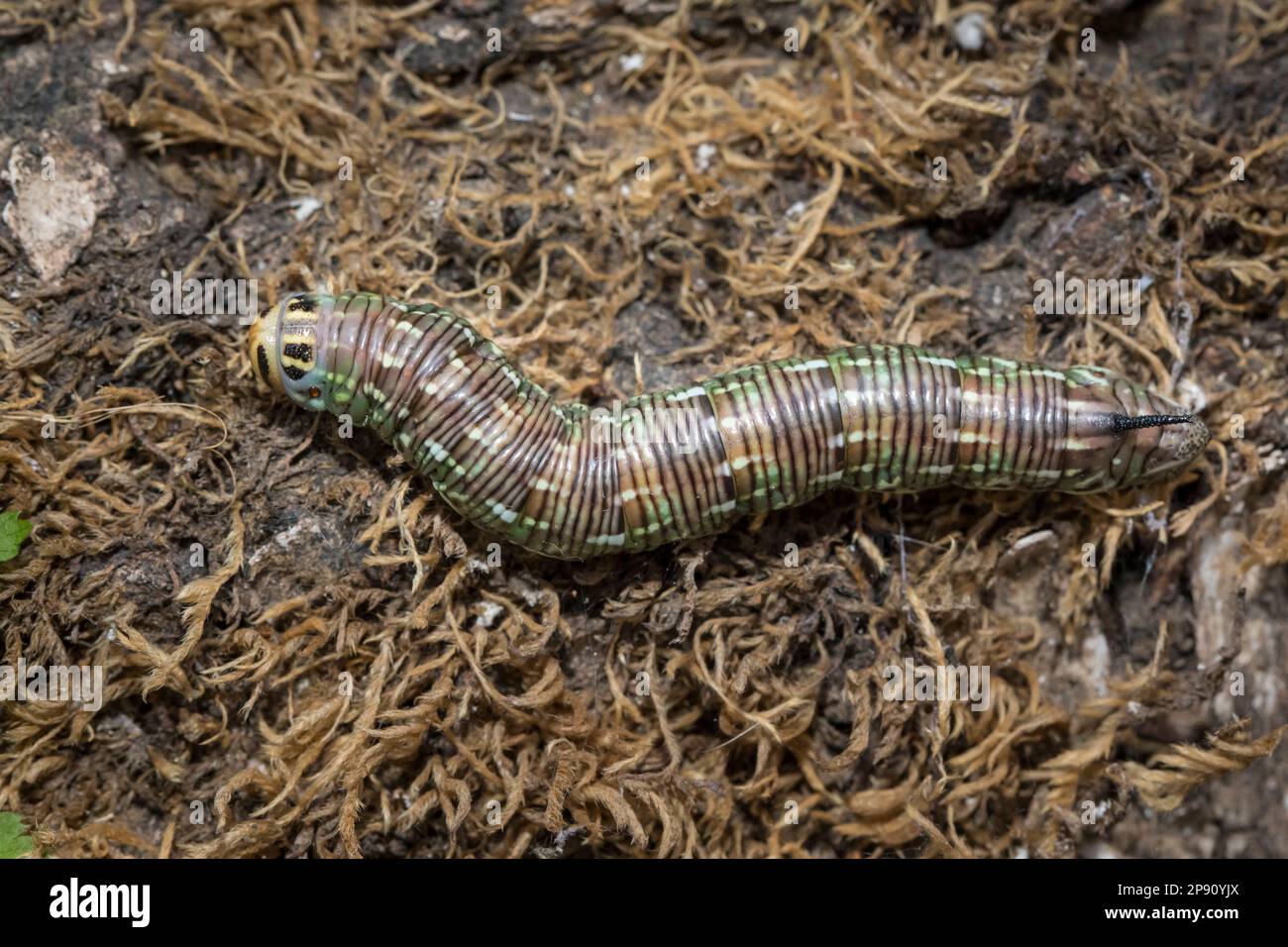 Kiefernschwaermer, Sphinx pinastri, pine hawk-moth Stock Photo - Alamy