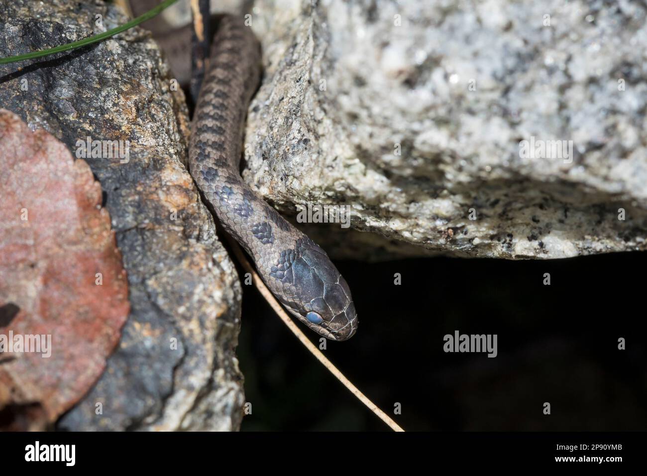 Schlingnatter, Coronella austriaca, smooth snake Stock Photo - Alamy