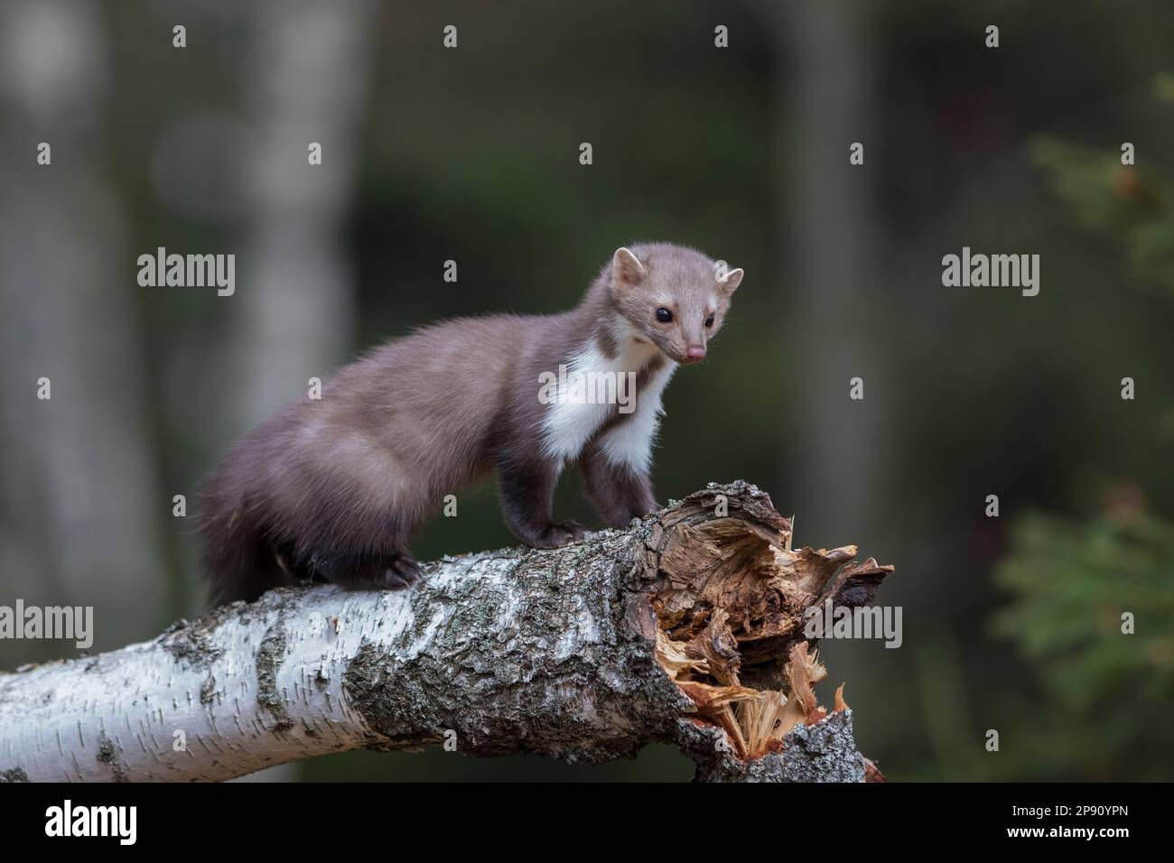 Steinmarder, Martes foina, stone marten Stock Photo - Alamy