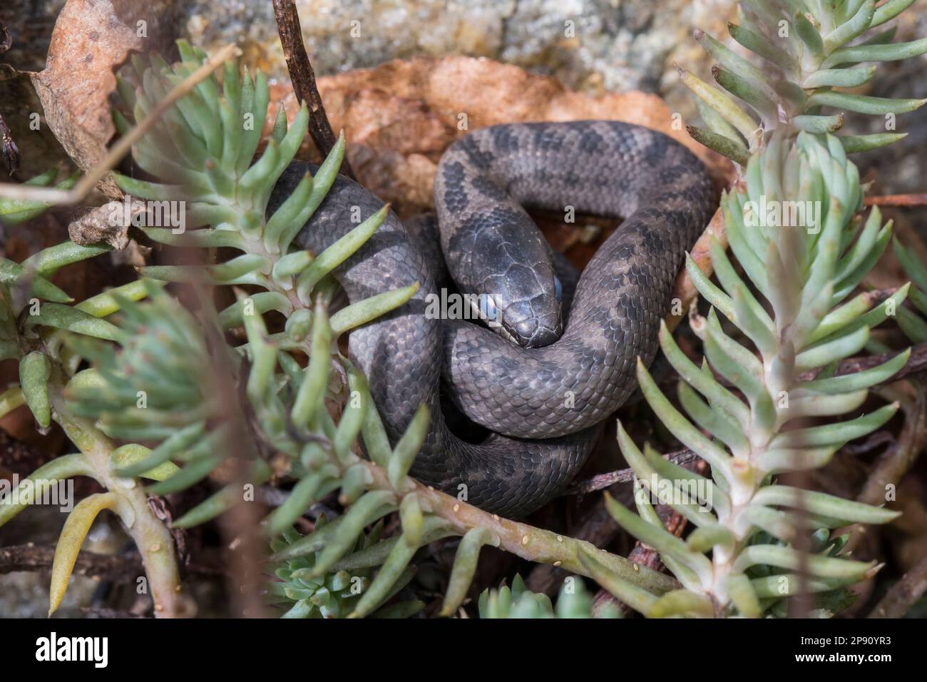 Schlingnatter, Coronella austriaca, smooth snake Stock Photo - Alamy