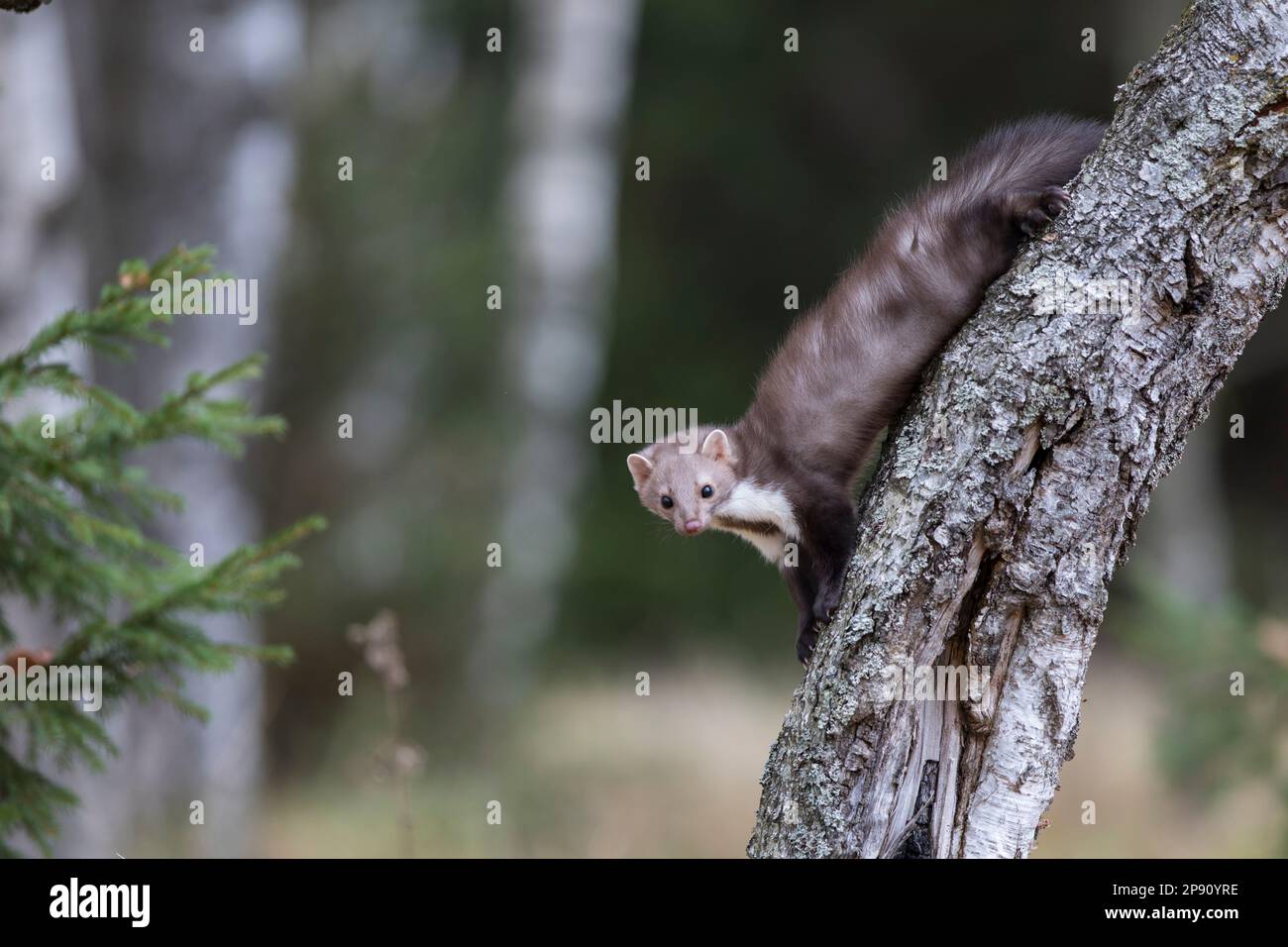 Steinmarder, Martes foina, stone marten Stock Photo - Alamy